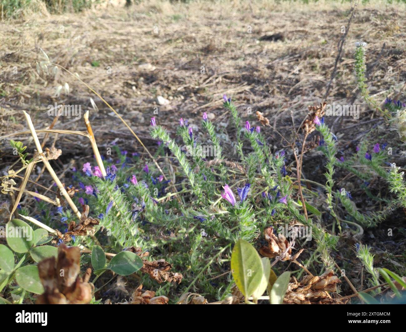 purple viper's-bugloss (Echium plantagineum) Plantae Stock Photo - Alamy