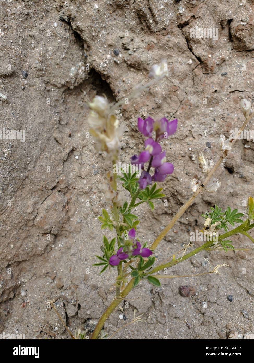 Arizona lupine (Lupinus arizonicus) Plantae Stock Photo - Alamy