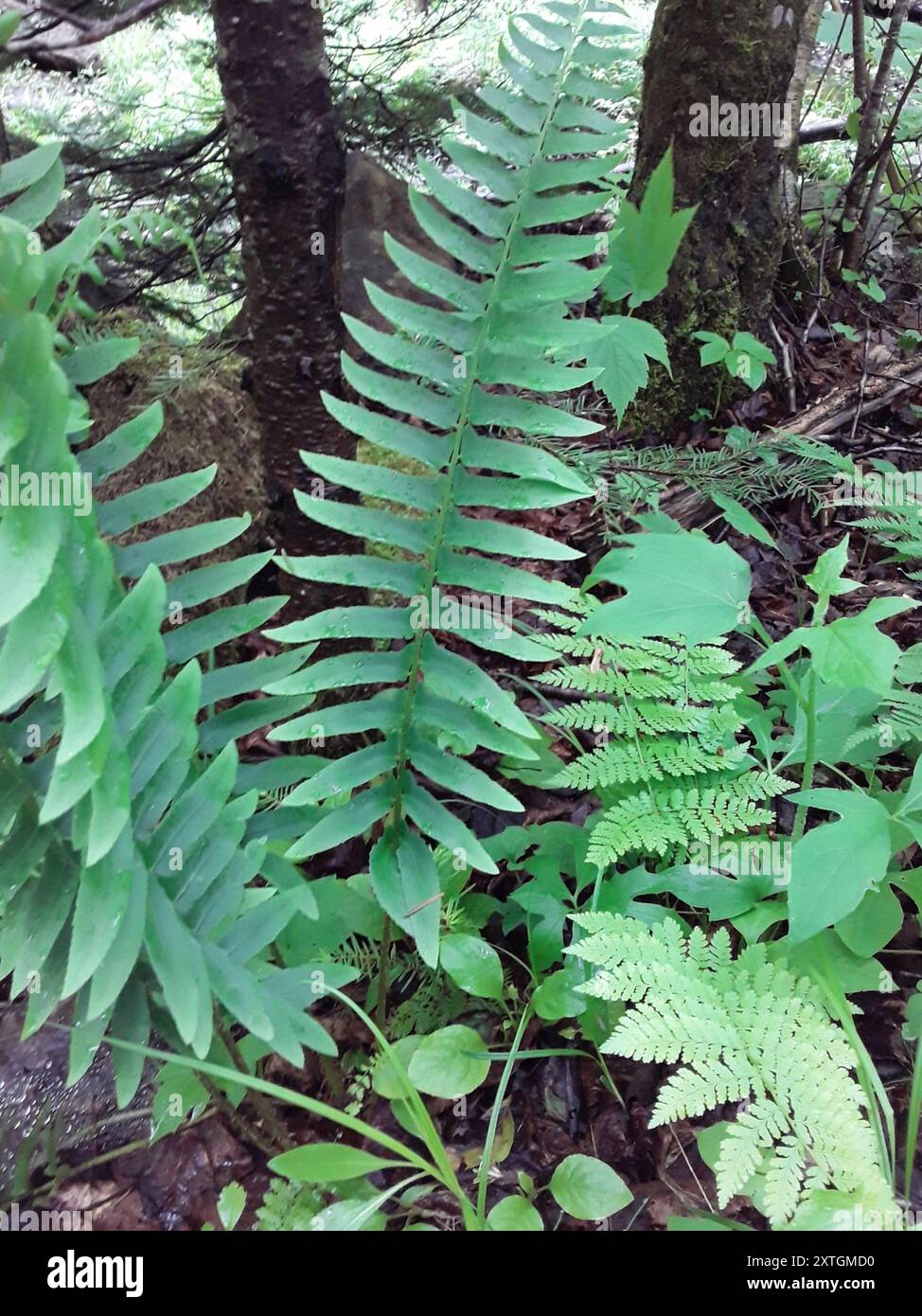 Christmas fern (Polystichum acrostichoides) Plantae Stock Photo - Alamy