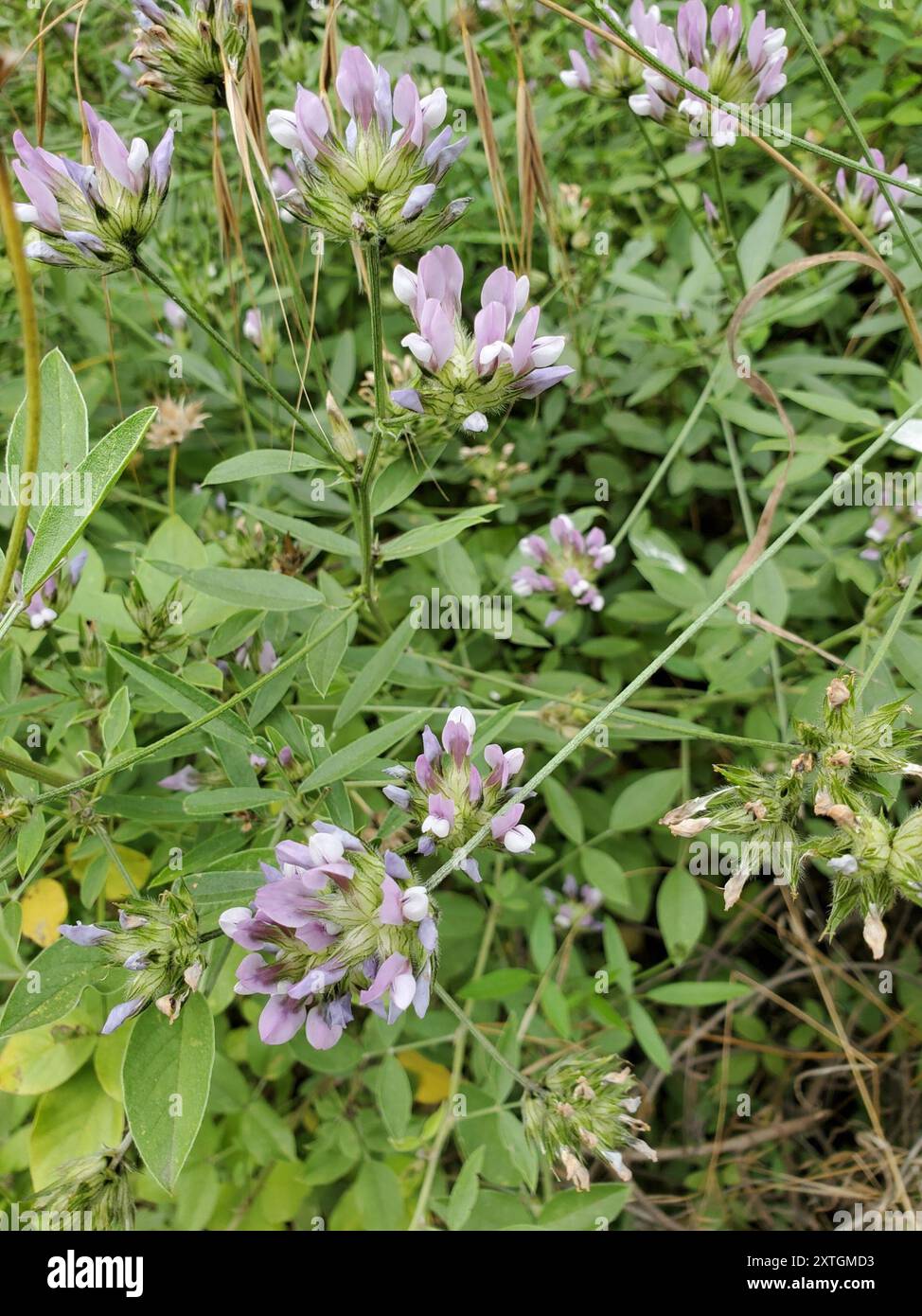 arabian pea (Bituminaria bituminosa) Plantae Stock Photo - Alamy