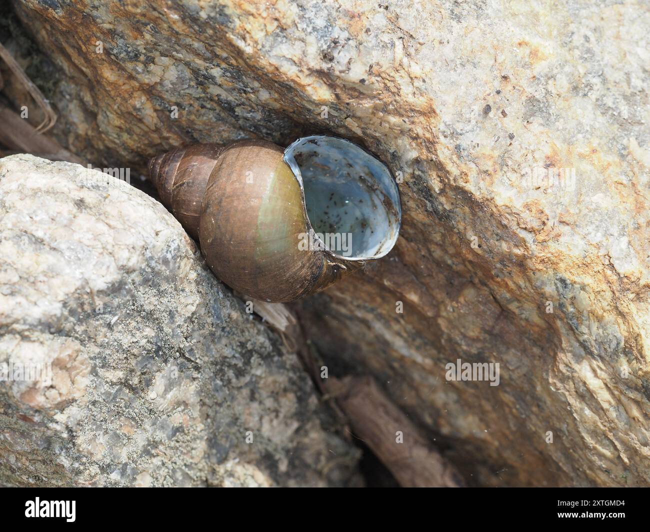 Chinese Mystery Snail (Cipangopaludina chinensis) Mollusca Stock Photo ...