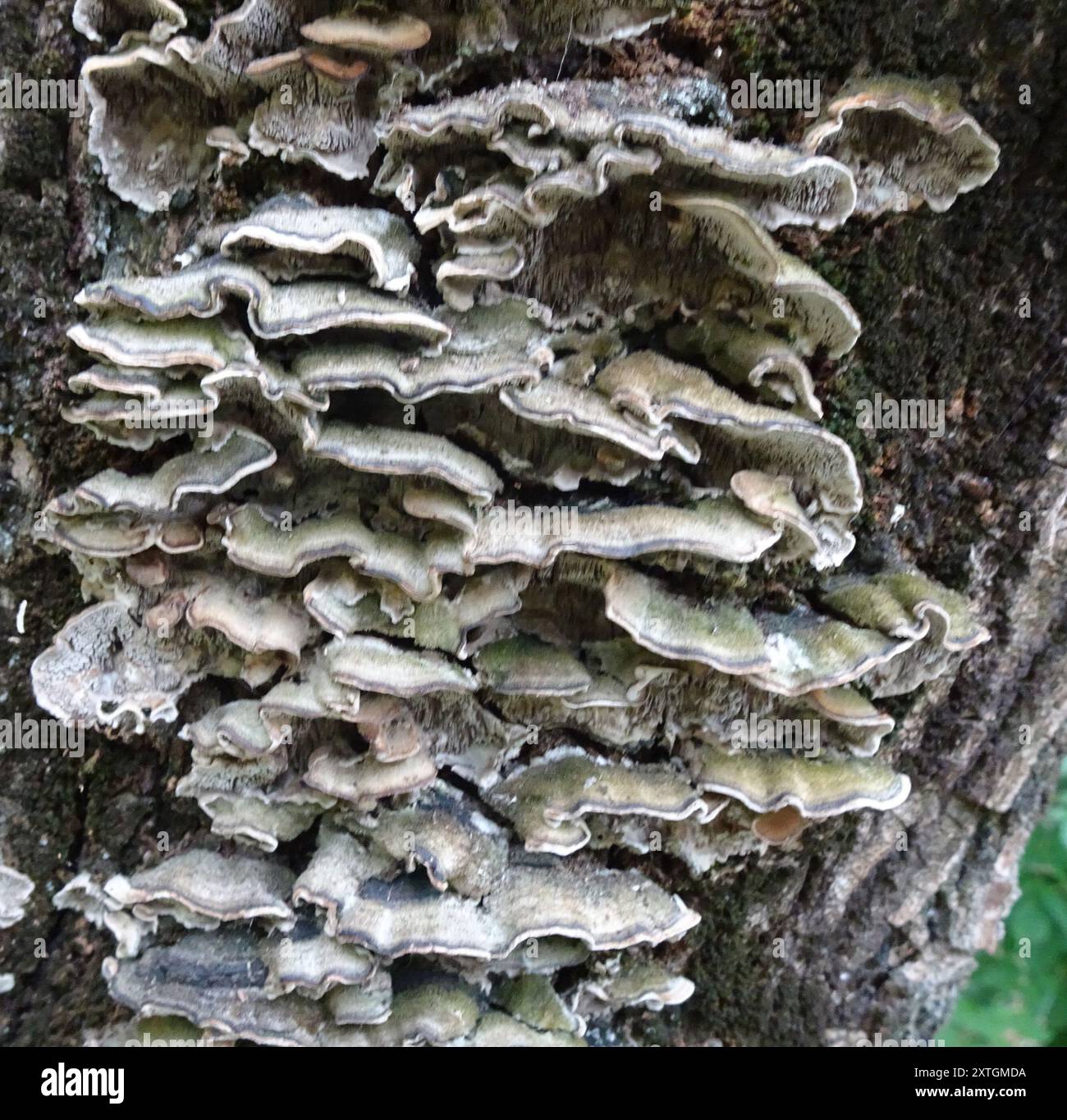 shelf fungi (Polyporales) Fungi Stock Photo - Alamy
