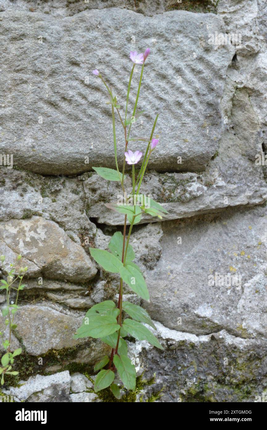 Broad-leaved Willowherb (Epilobium montanum) Plantae Stock Photo - Alamy