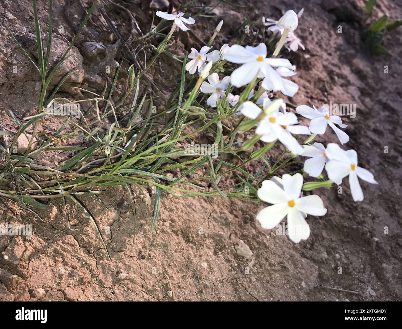 Longleaf Phlox (Phlox longifolia) Plantae Stock Photo - Alamy