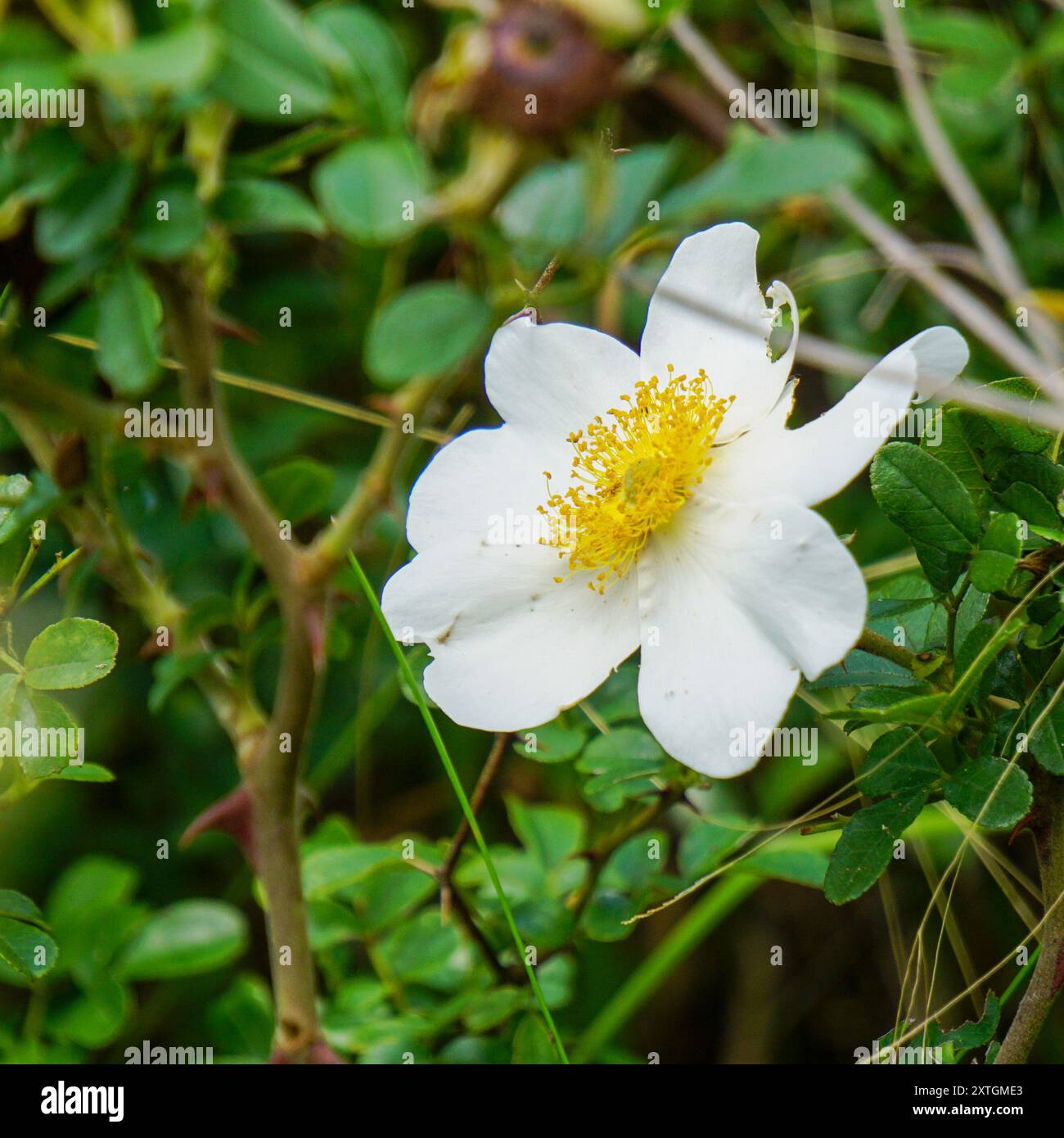 Macartney's rose (Rosa bracteata) Plantae Stock Photo - Alamy