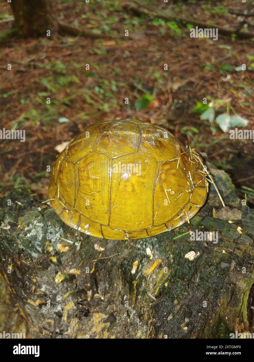 Three-toed Box Turtle (Terrapene triunguis) Reptilia Stock Photo - Alamy