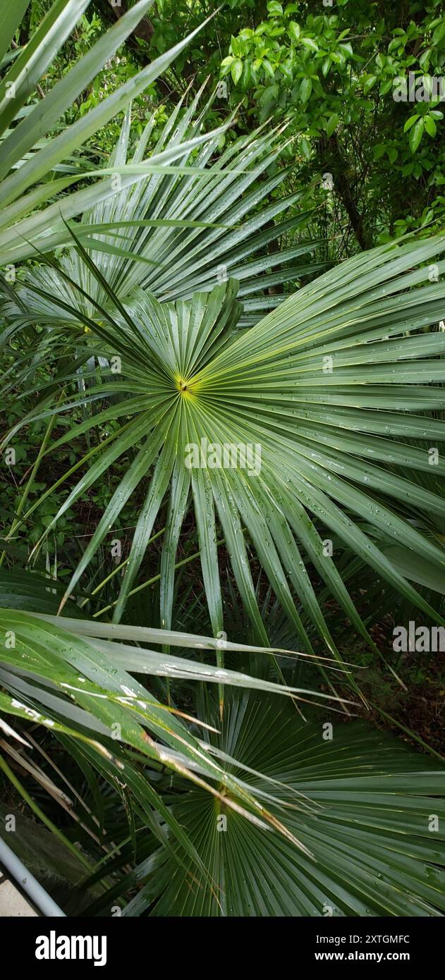 Silver Thatch Palm (Coccothrinax alta) Plantae Stock Photo - Alamy