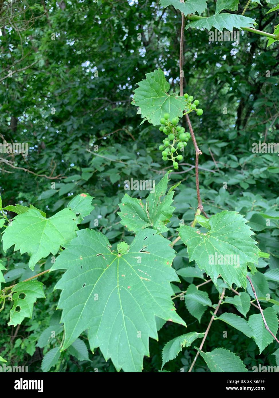 riverbank grape (Vitis riparia) Plantae Stock Photo - Alamy