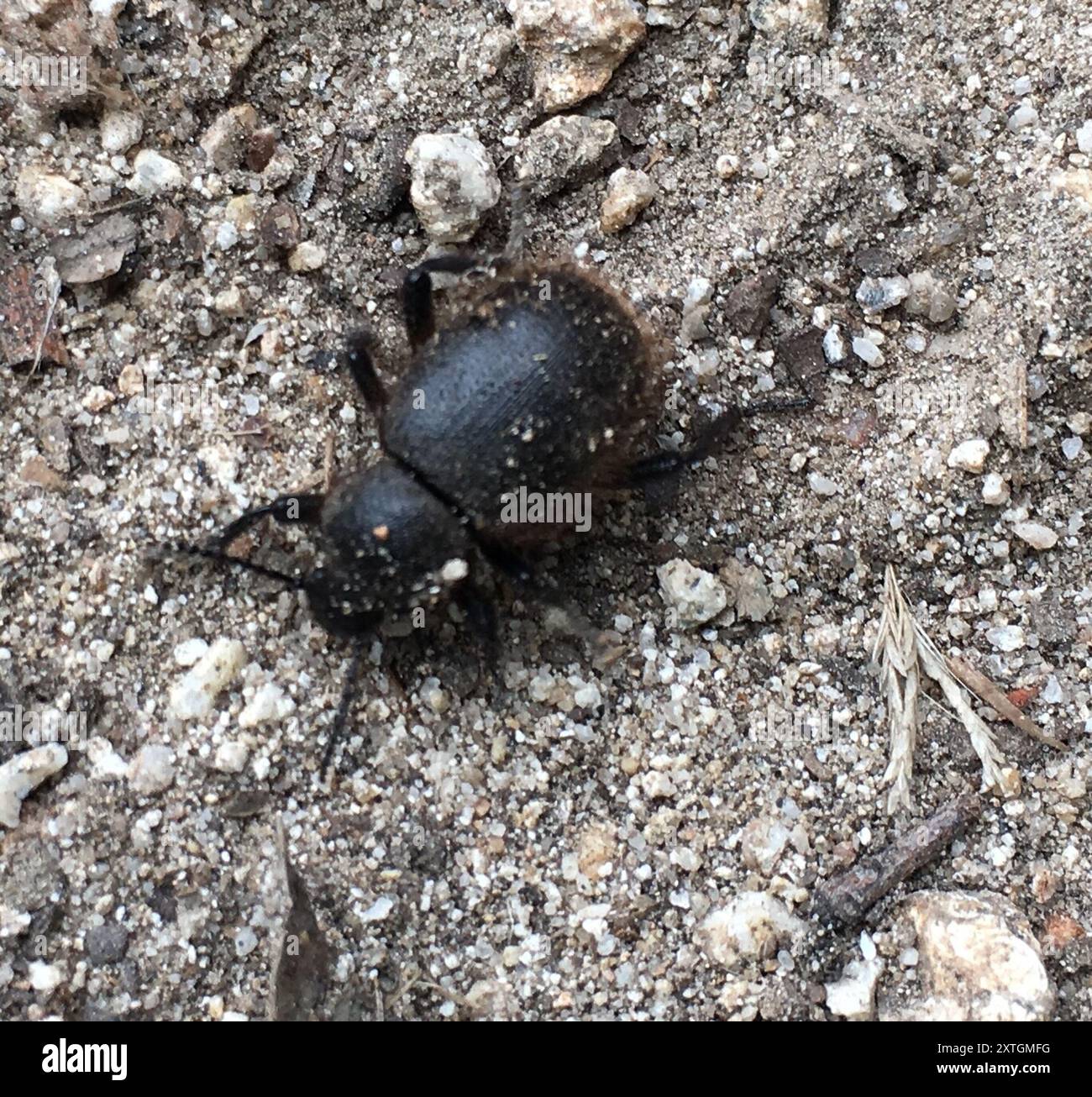 Woolly Darkling Beetle (Eleodes osculans) Insecta Stock Photo - Alamy