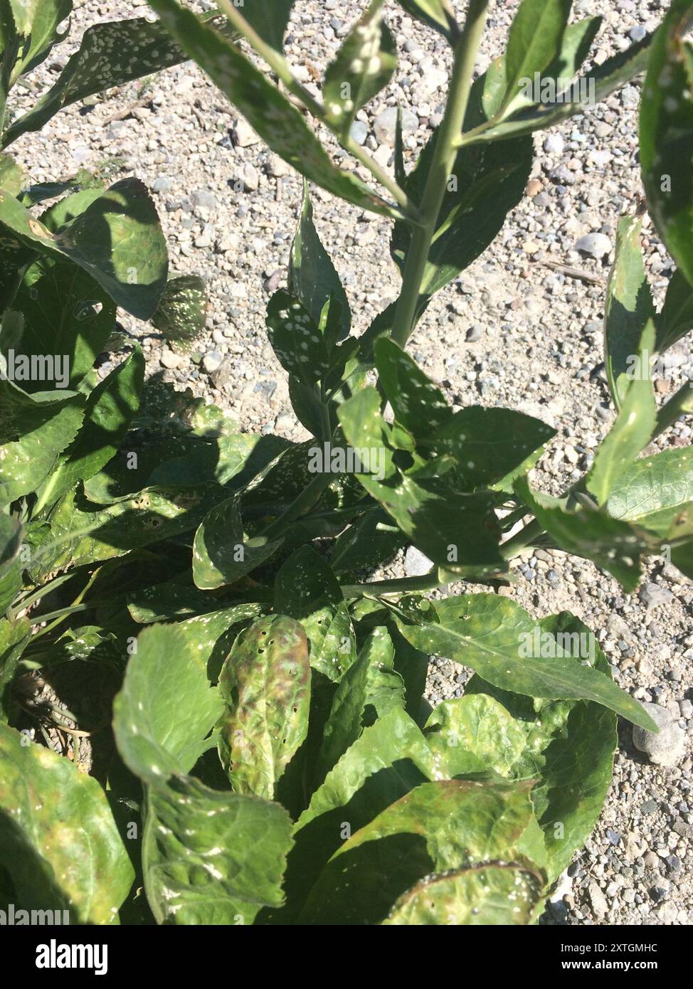 broadleaved pepperweed (Lepidium latifolium) Plantae Stock Photo - Alamy