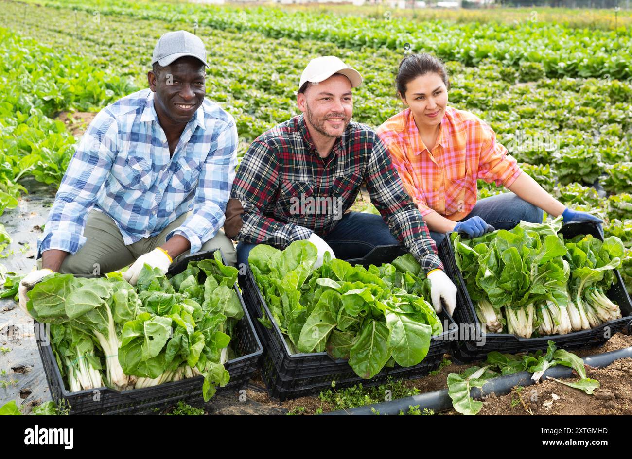 Three farmers are happy with harvested chard crop Stock Photo - Alamy