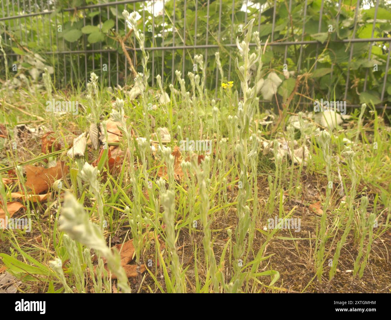 field fluffweed (Filago arvensis) Plantae Stock Photo - Alamy