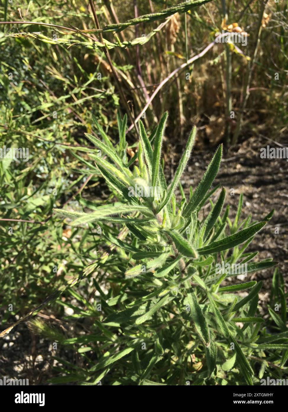 Stinkwort (Dittrichia graveolens) Plantae Stock Photo - Alamy
