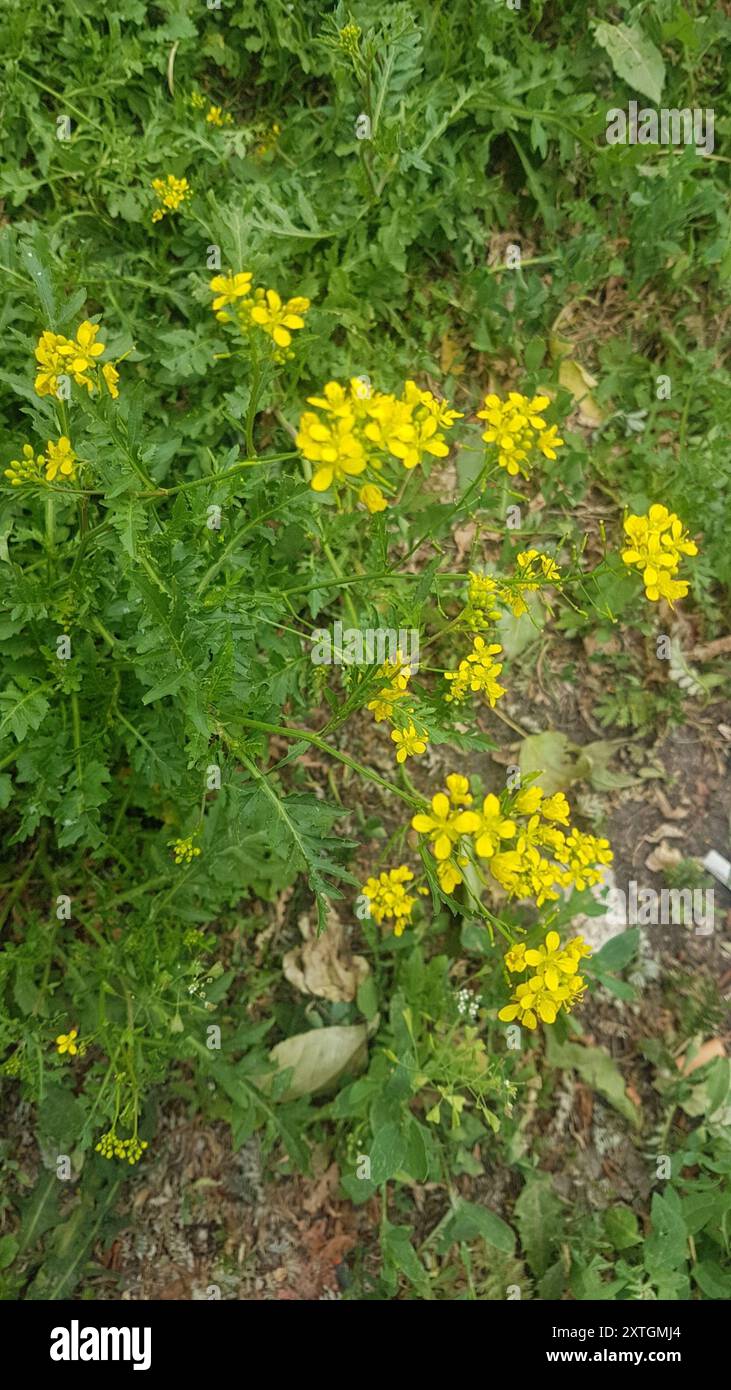 Creeping Yellowcress (Rorippa sylvestris) Plantae Stock Photo - Alamy