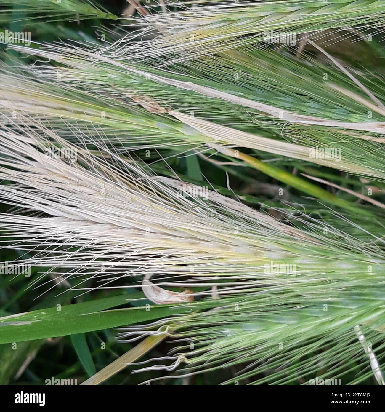 wall barley (Hordeum murinum) Plantae Stock Photo - Alamy