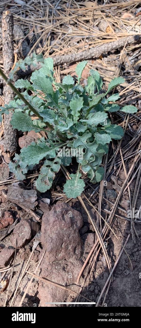 Lobeleaf Groundsel (Packera multilobata) Plantae Stock Photo - Alamy