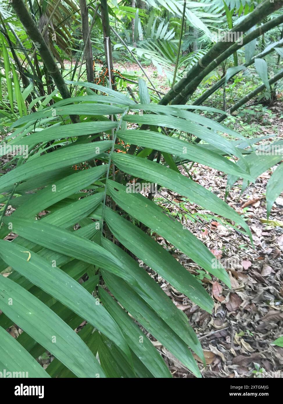 pacaya palm (Chamaedorea tepejilote) Plantae Stock Photo - Alamy