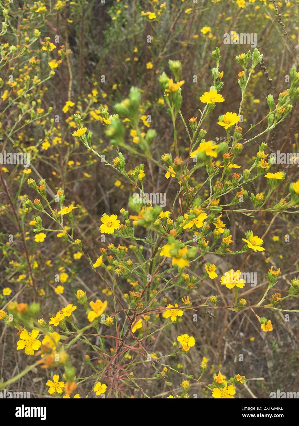 Clustered Tarweed (Deinandra fasciculata) Plantae Stock Photo - Alamy