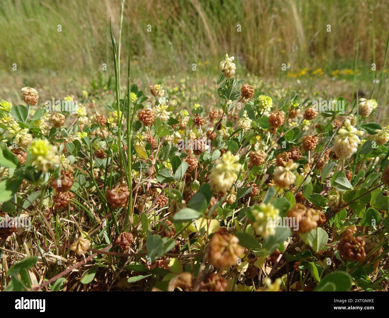hop trefoil (Trifolium campestre) Plantae Stock Photo - Alamy