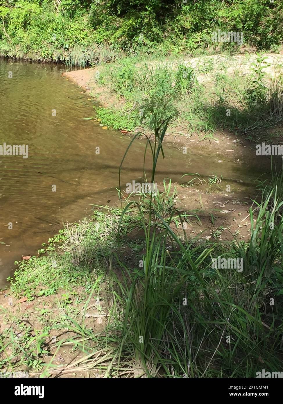 woolgrass (Scirpus cyperinus) Plantae Stock Photo - Alamy