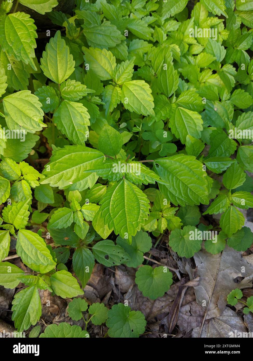 Canada clearweed (Pilea pumila) Plantae Stock Photo - Alamy