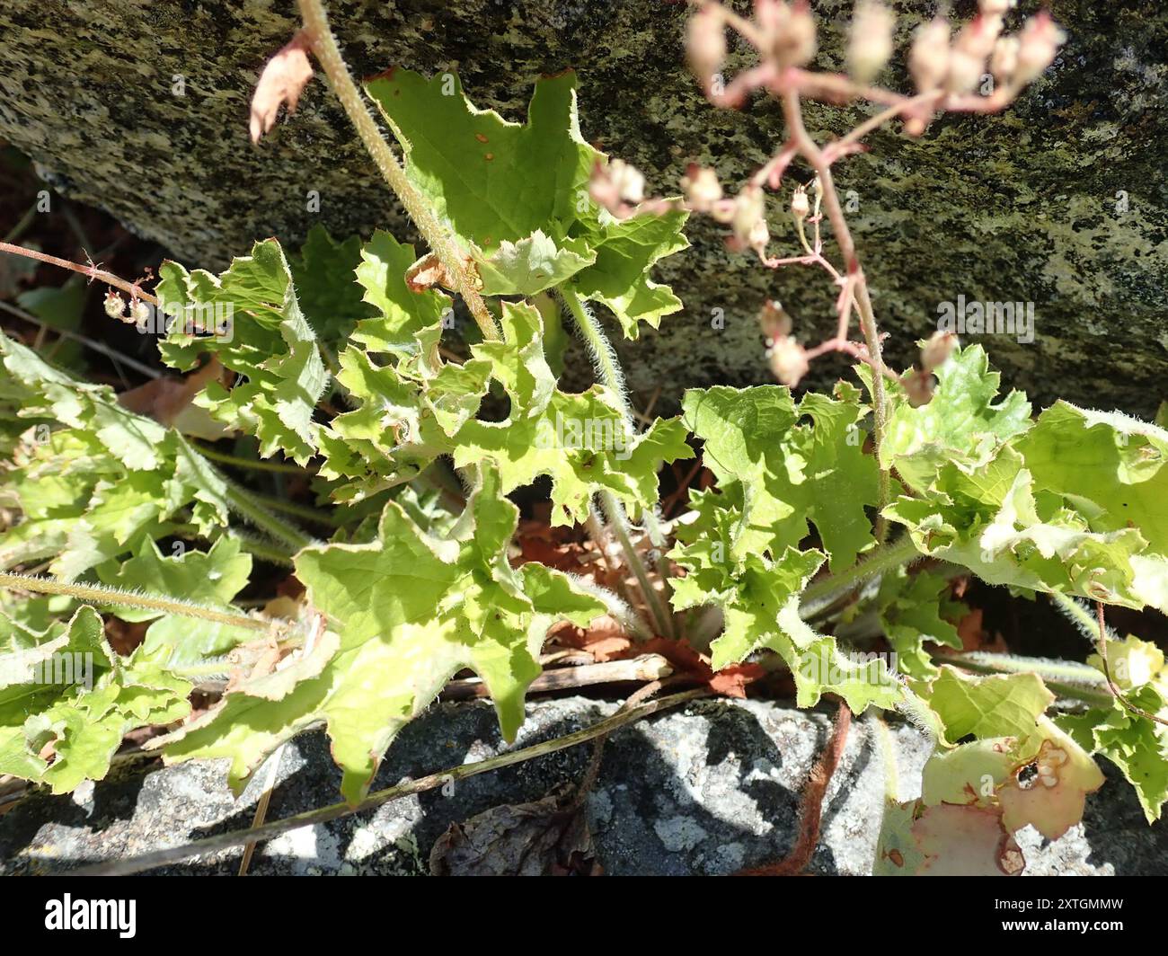 crevice alumroot (Heuchera micrantha) Plantae Stock Photo - Alamy