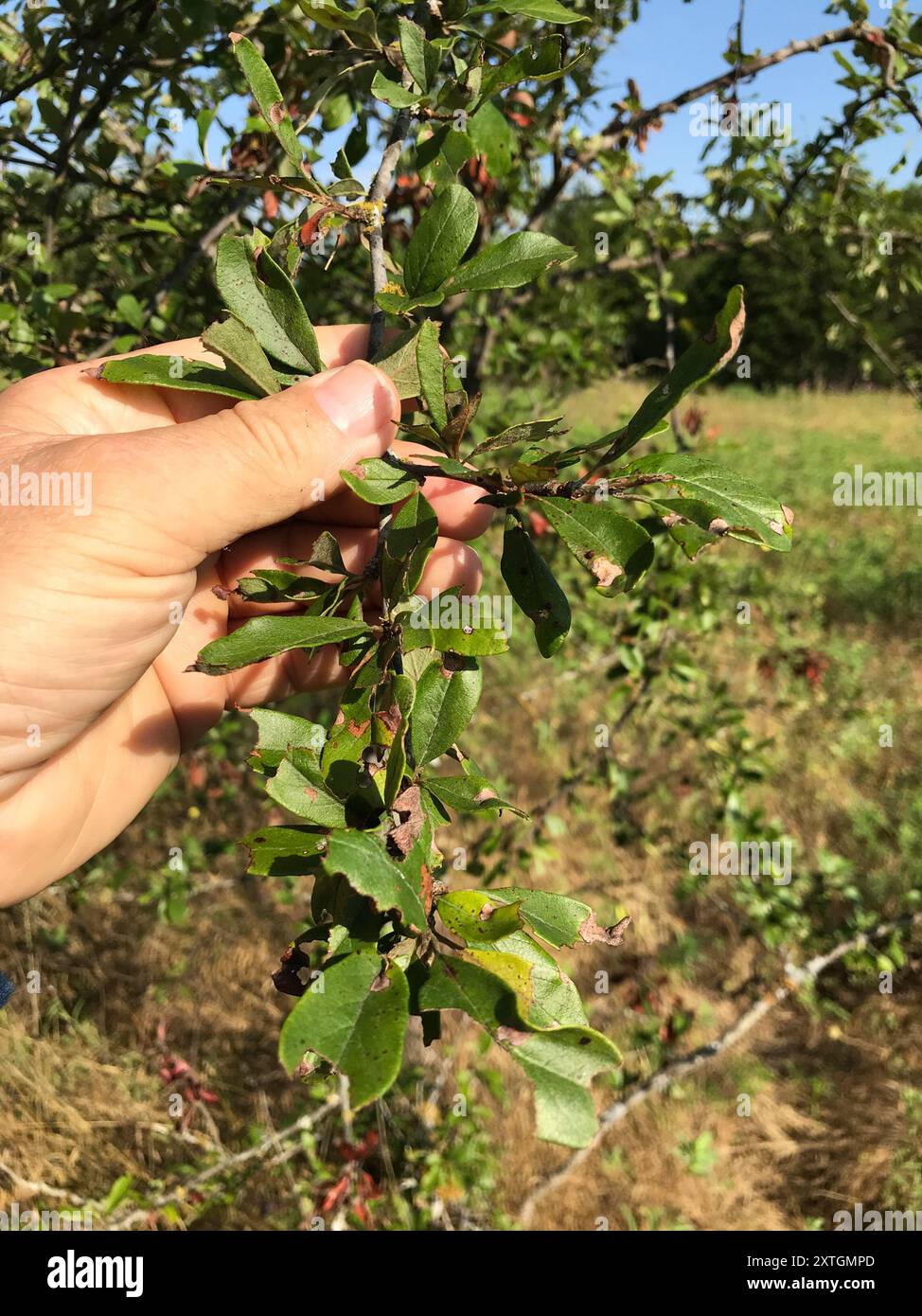 Gum bumelia (Sideroxylon lanuginosum) Plantae Stock Photo - Alamy