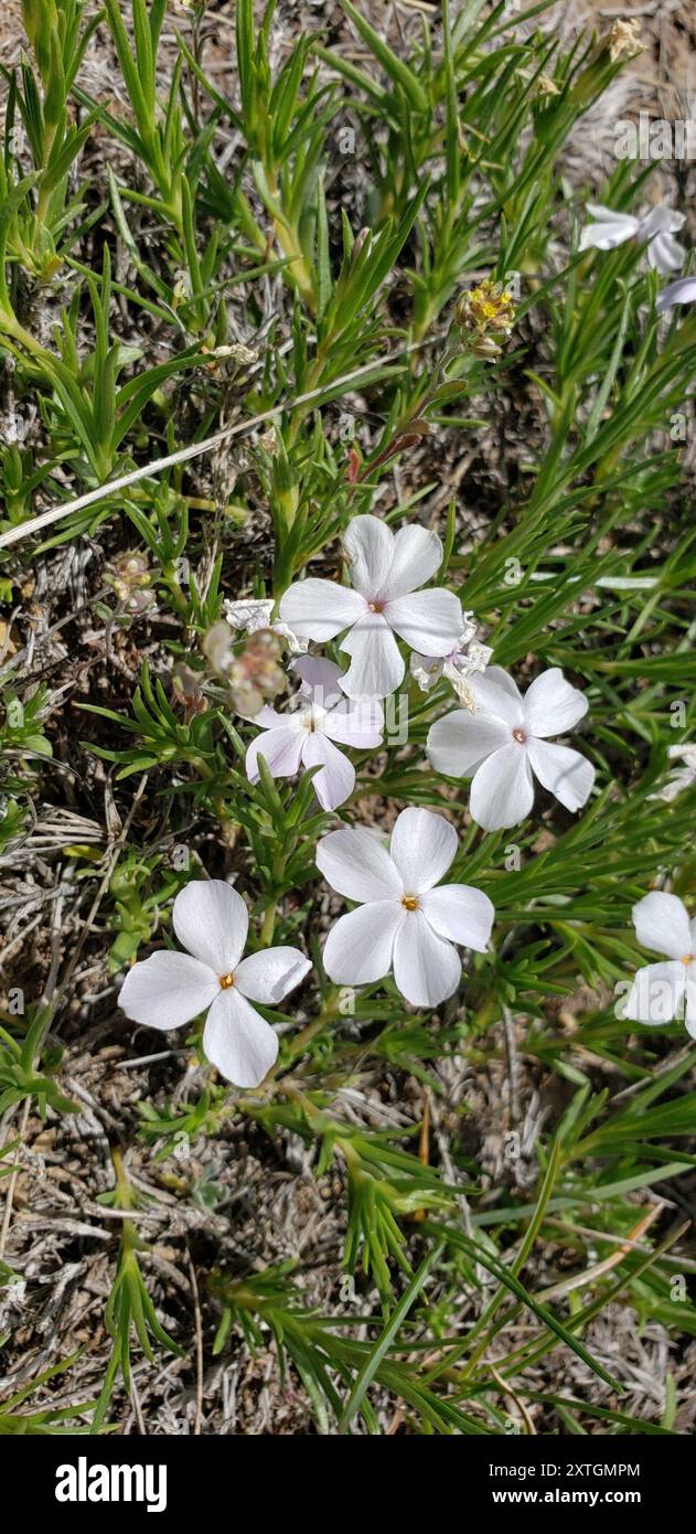 flowery phlox (Phlox multiflora) Plantae Stock Photo - Alamy