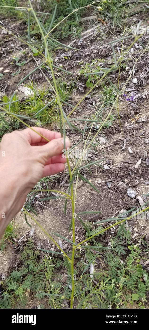 Narrowleaf Indian breadroot (Pediomelum linearifolium) Plantae Stock ...