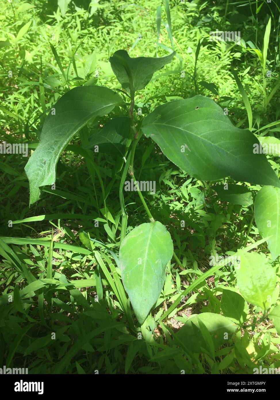 American jumpseed (Persicaria virginiana) Plantae Stock Photo - Alamy