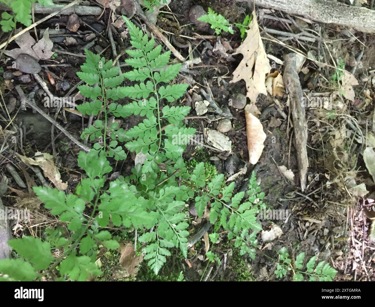fragile ferns (Cystopteris) Plantae Stock Photo - Alamy