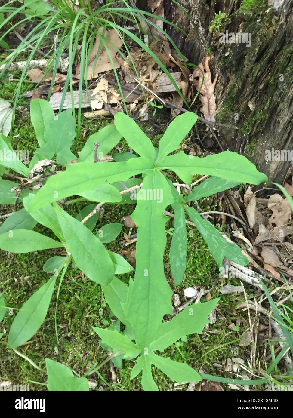 rattlesnake roots (Nabalus) Plantae Stock Photo - Alamy