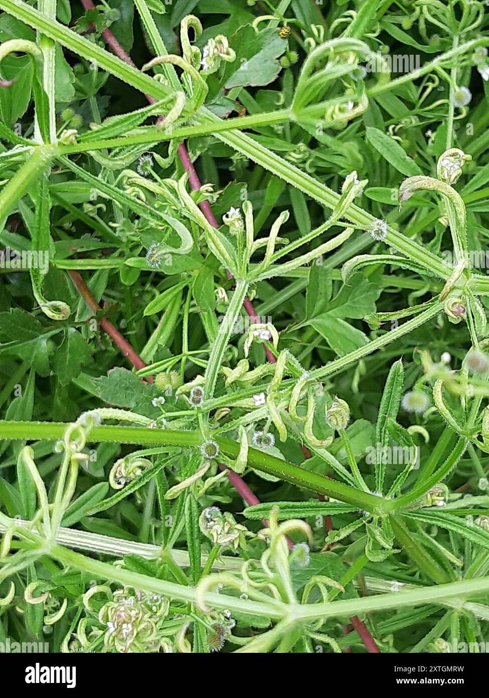 catchweed bedstraw (Galium aparine) Plantae Stock Photo - Alamy