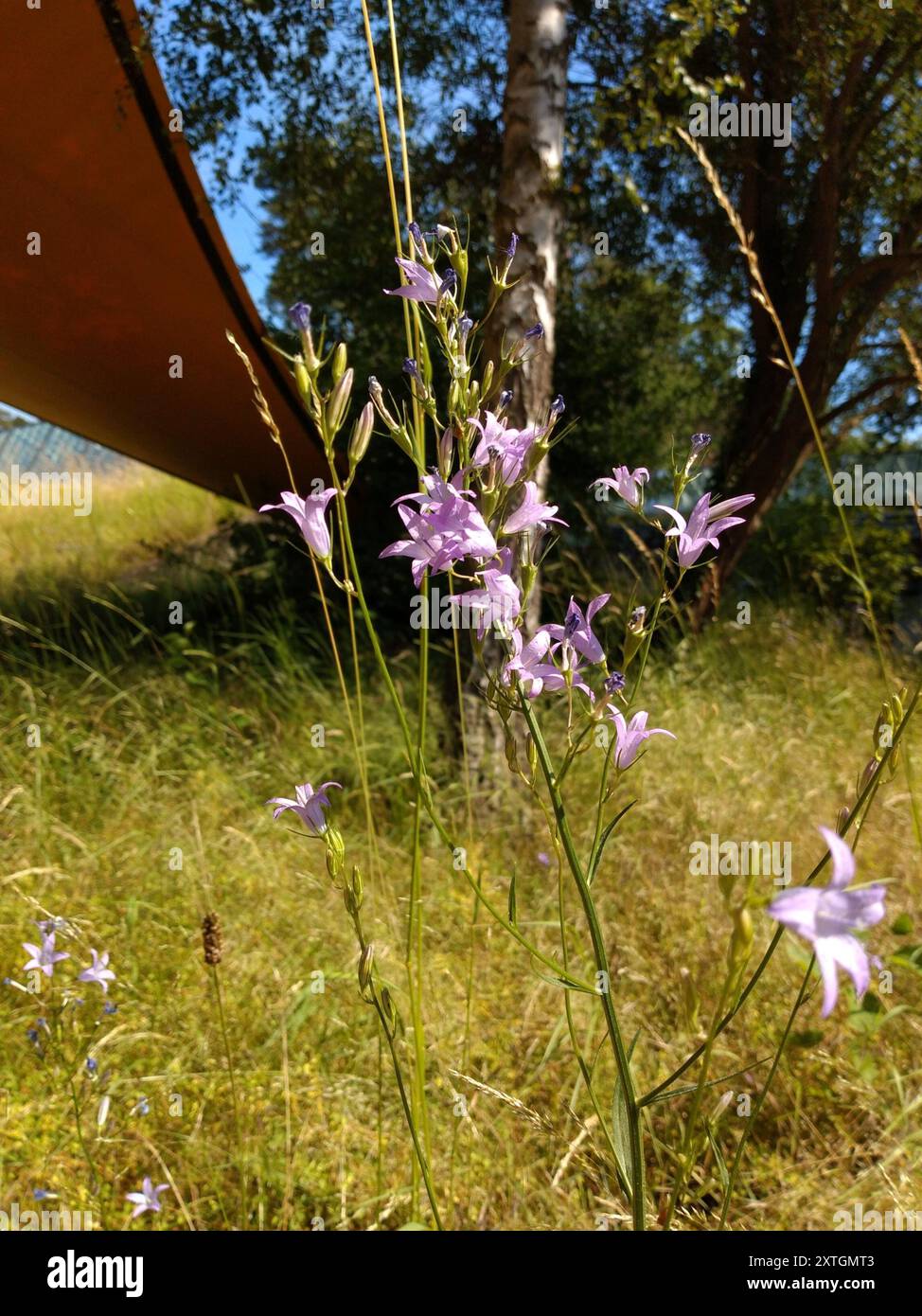 Rampion (Campanula rapunculus) Plantae Stock Photo - Alamy