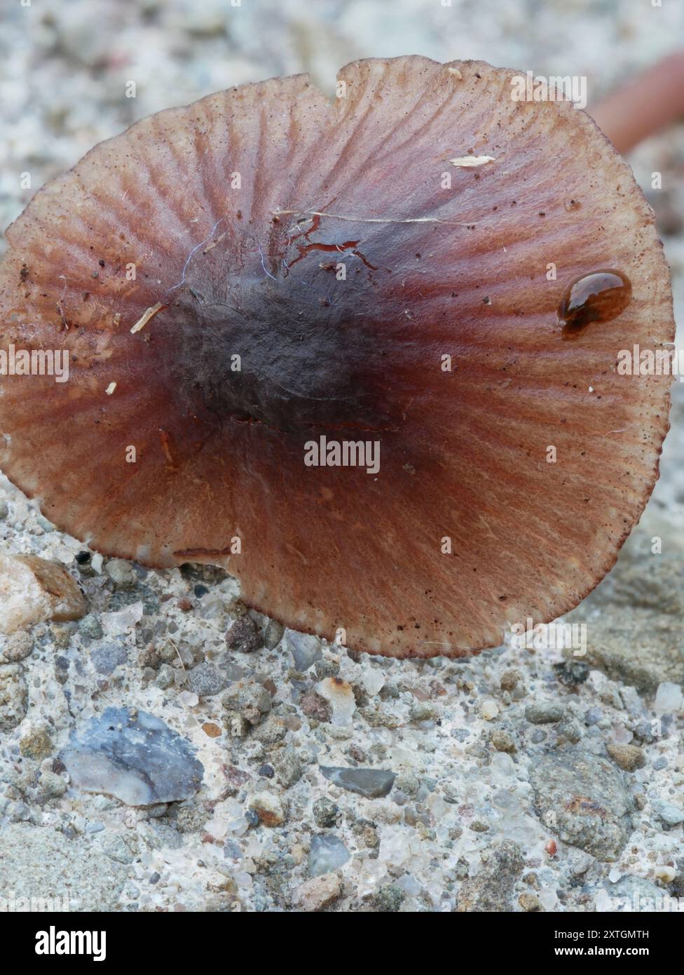 Bleeding Bonnet (Mycena sanguinolenta) Fungi Stock Photo - Alamy