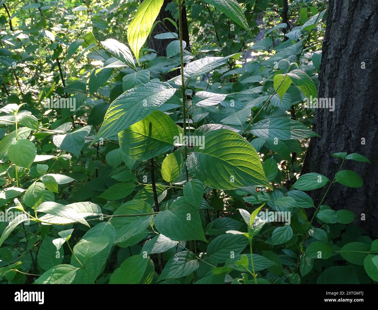 Round-leaved Dogwood (Cornus rugosa) Plantae Stock Photo - Alamy