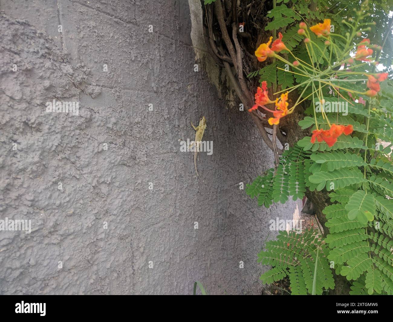 Siamese Blue Crested Lizard (Calotes goetzi) Reptilia Stock Photo - Alamy