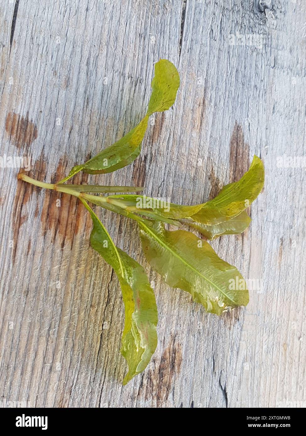 Shining Pondweed (Potamogeton lucens) Plantae Stock Photo - Alamy