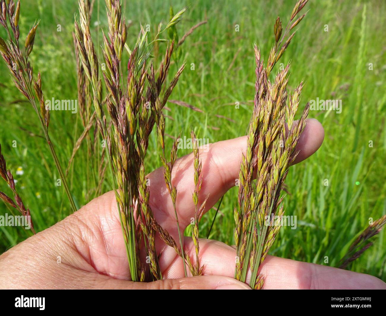 meadow fescue (Lolium pratense) Plantae Stock Photo - Alamy