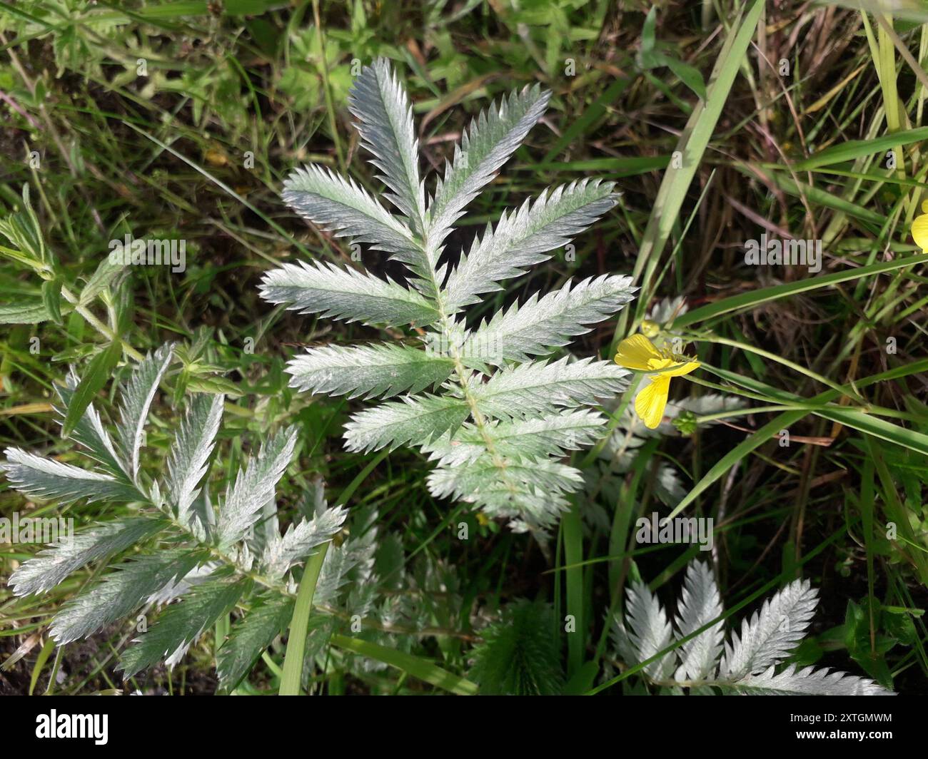 common silverweed (Argentina anserina) Plantae Stock Photo - Alamy