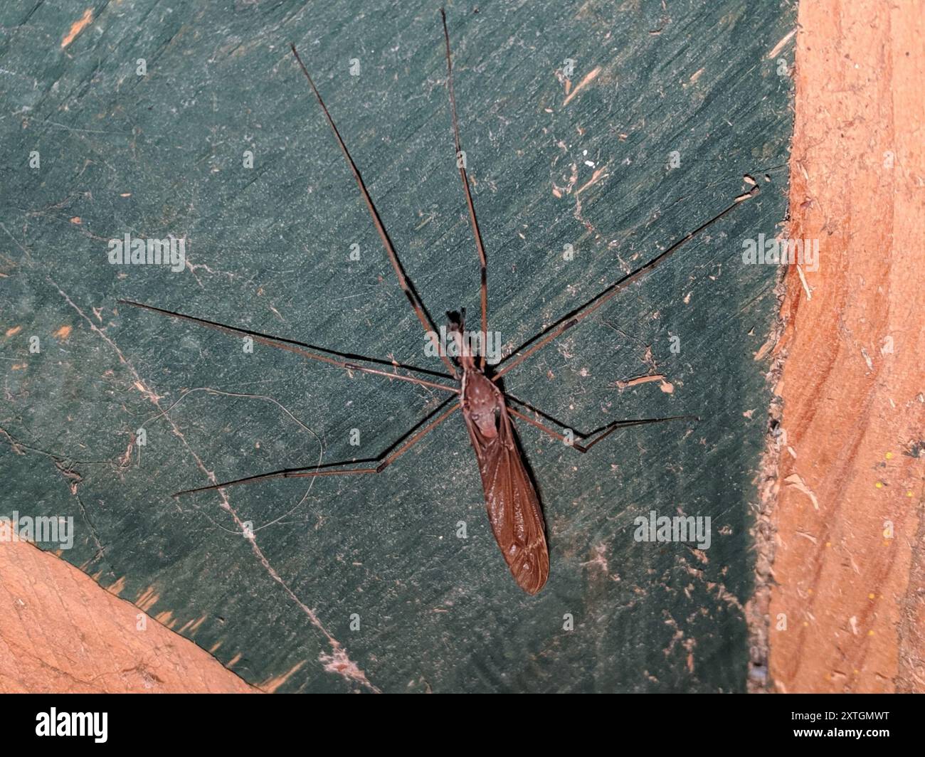 Giant Western Crane Fly (Holorusia hespera) Insecta Stock Photo - Alamy