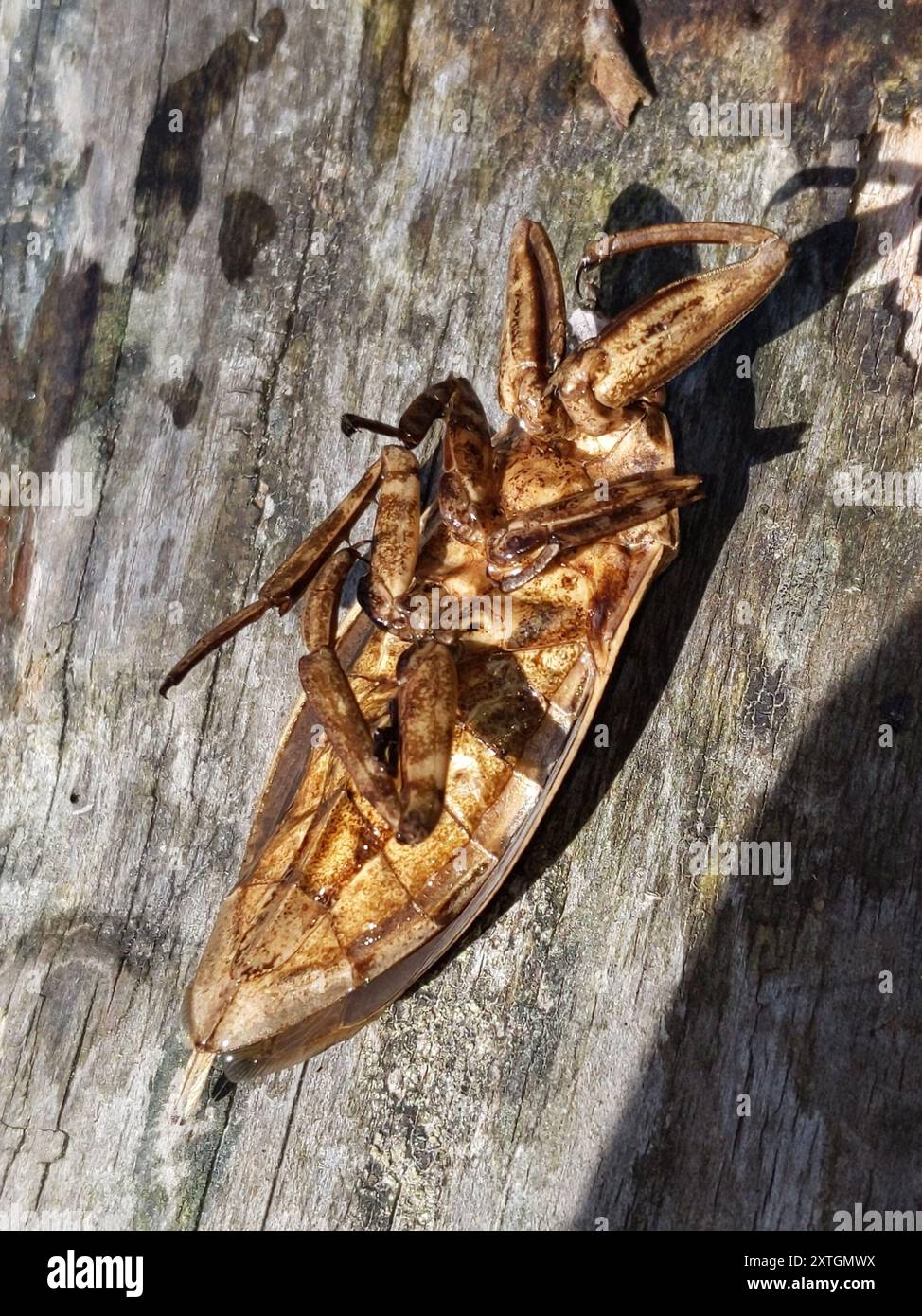 American Giant Water Bug (Lethocerus americanus) Insecta Stock Photo ...