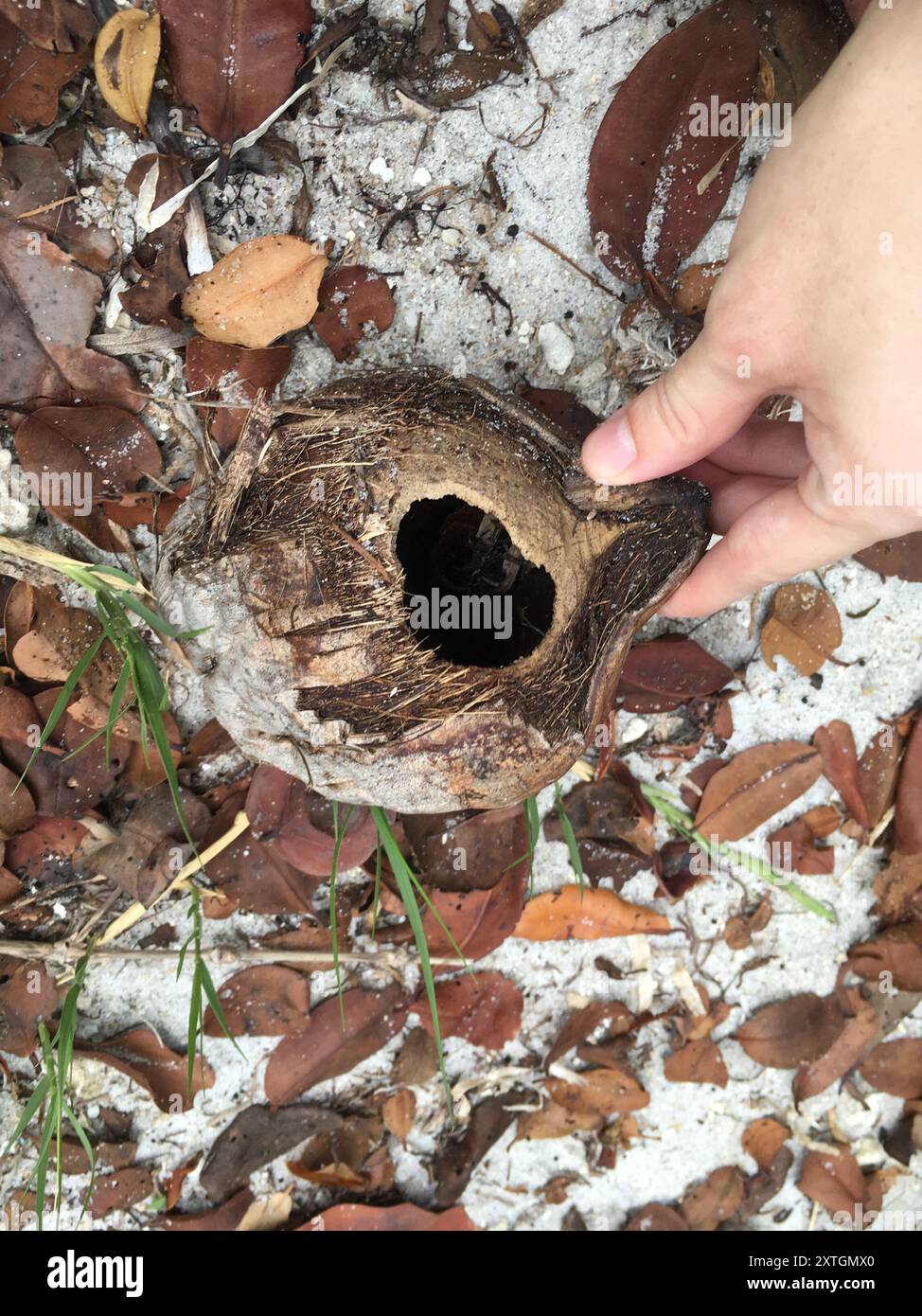 Mice, Rats, and Hamsters (Myomorpha) Mammalia Stock Photo - Alamy