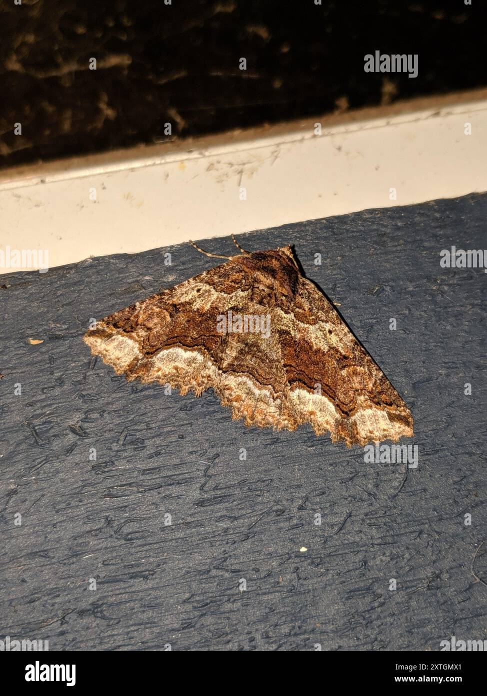Colorful Zale Moth (Zale minerea) Insecta Stock Photo - Alamy