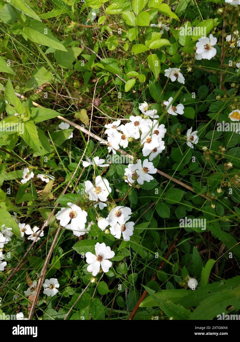 multiflora rose (Rosa multiflora) Plantae Stock Photo - Alamy