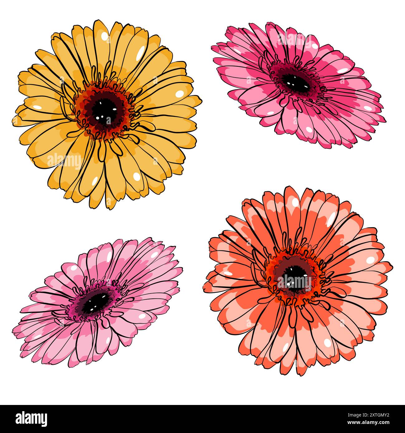 Vector illustration with colourful flowers of gerbera in flat technique ...
