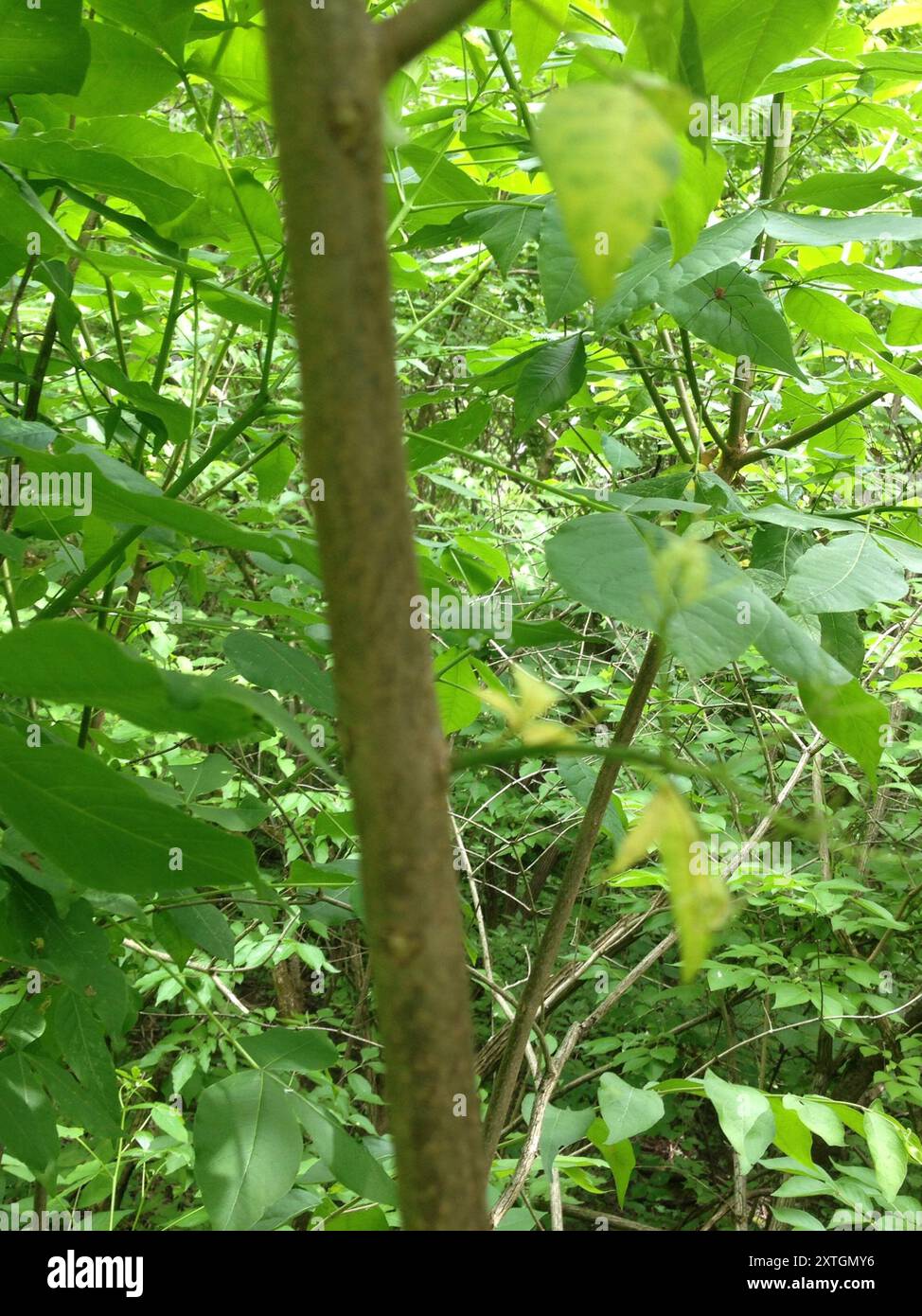 common hoptree (Ptelea trifoliata) Plantae Stock Photo - Alamy