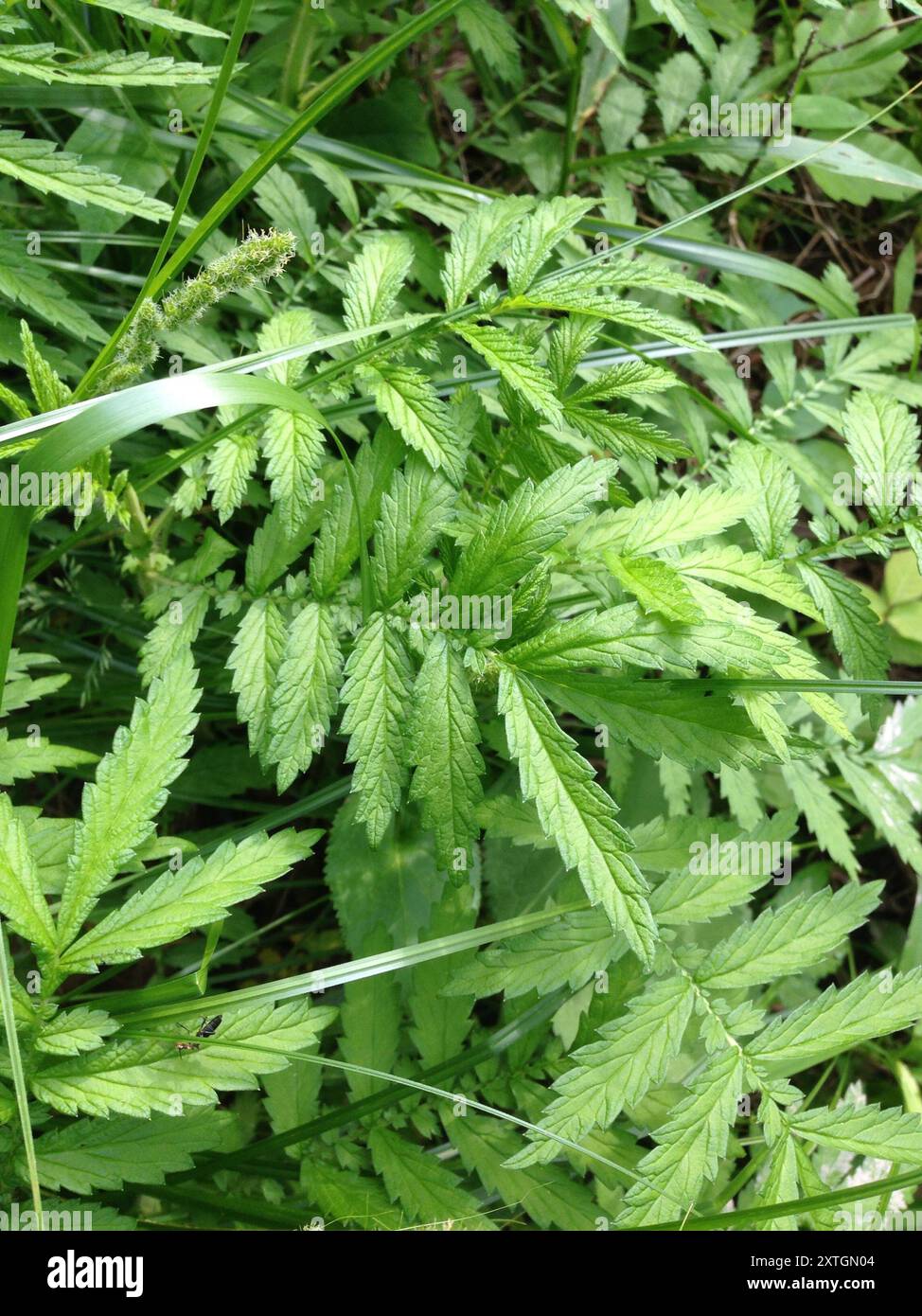 swamp agrimony (Agrimonia parviflora) Plantae Stock Photo - Alamy