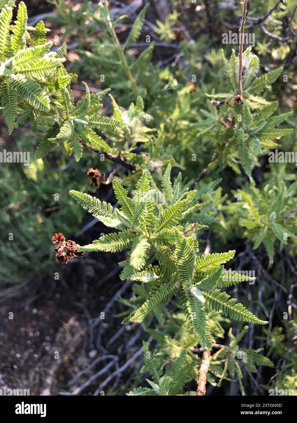 fernbush (Chamaebatiaria millefolium) Plantae Stock Photo - Alamy