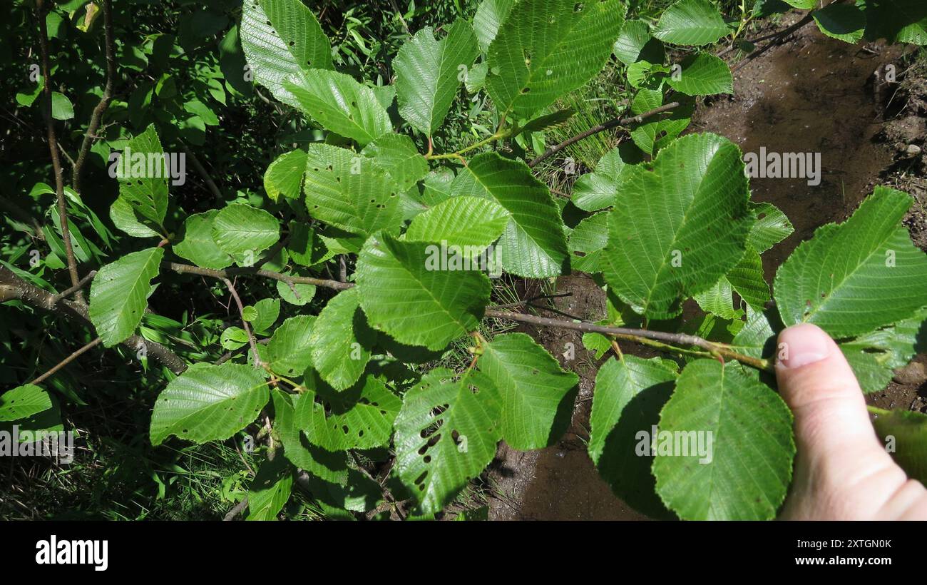 grey alder (Alnus incana) Plantae Stock Photo - Alamy